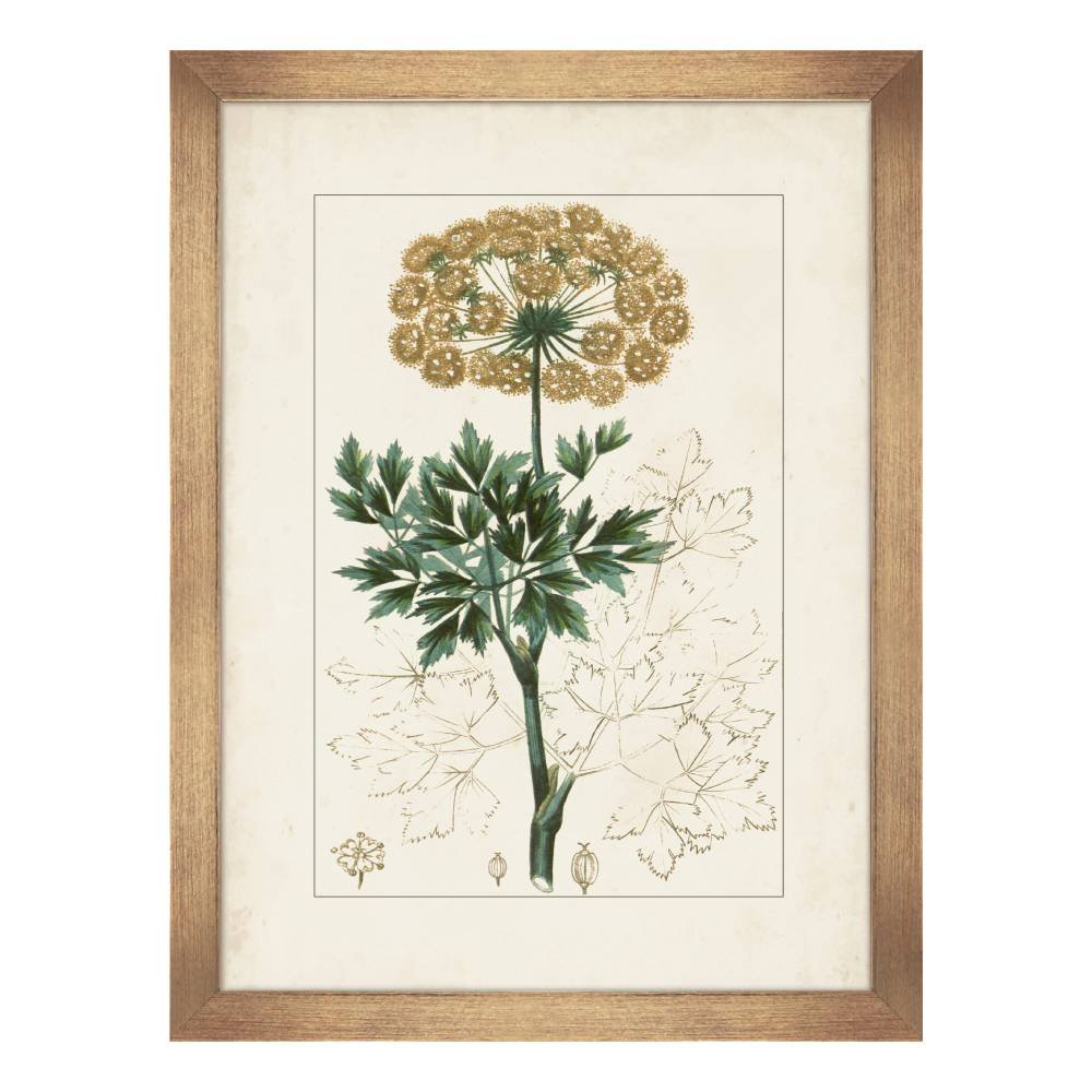 Antique Botanicals IV Framed Picture - Glasswells