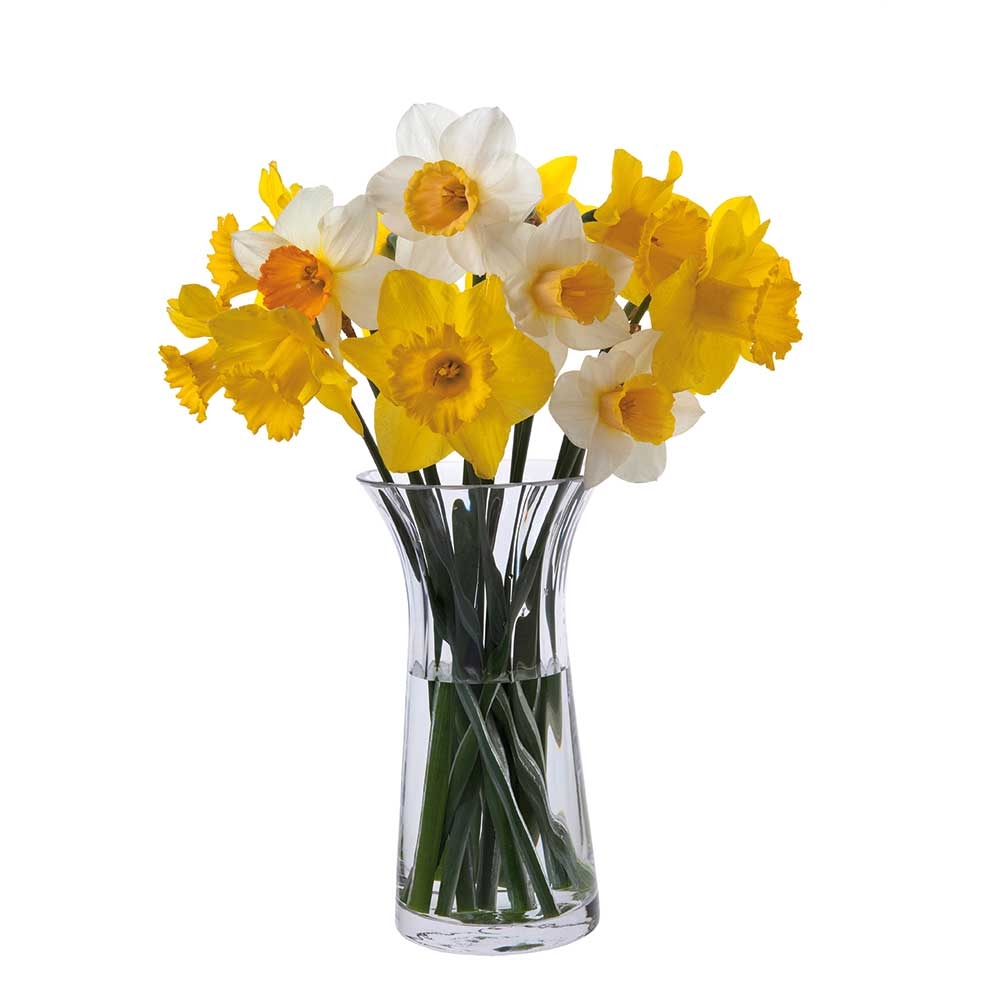Florabundance Daffodil Vase - Glasswells